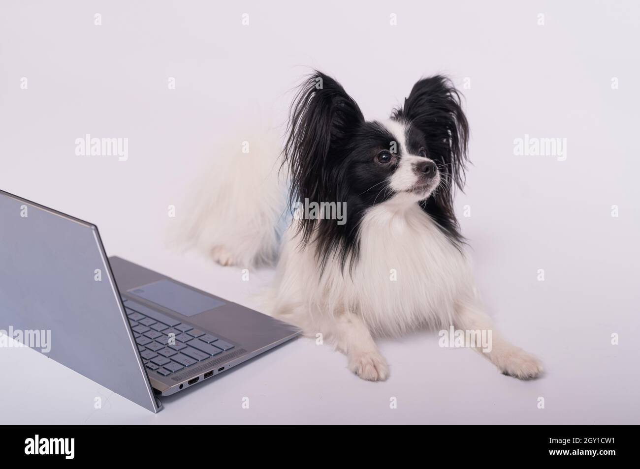 Smart dog papillon breed works at a laptop on a white background ...
