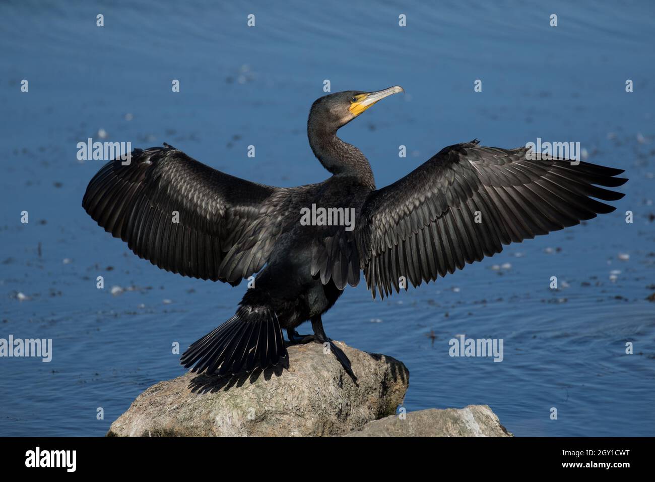 Cormorant drying its wings in the sunshine Stock Photo - Alamy