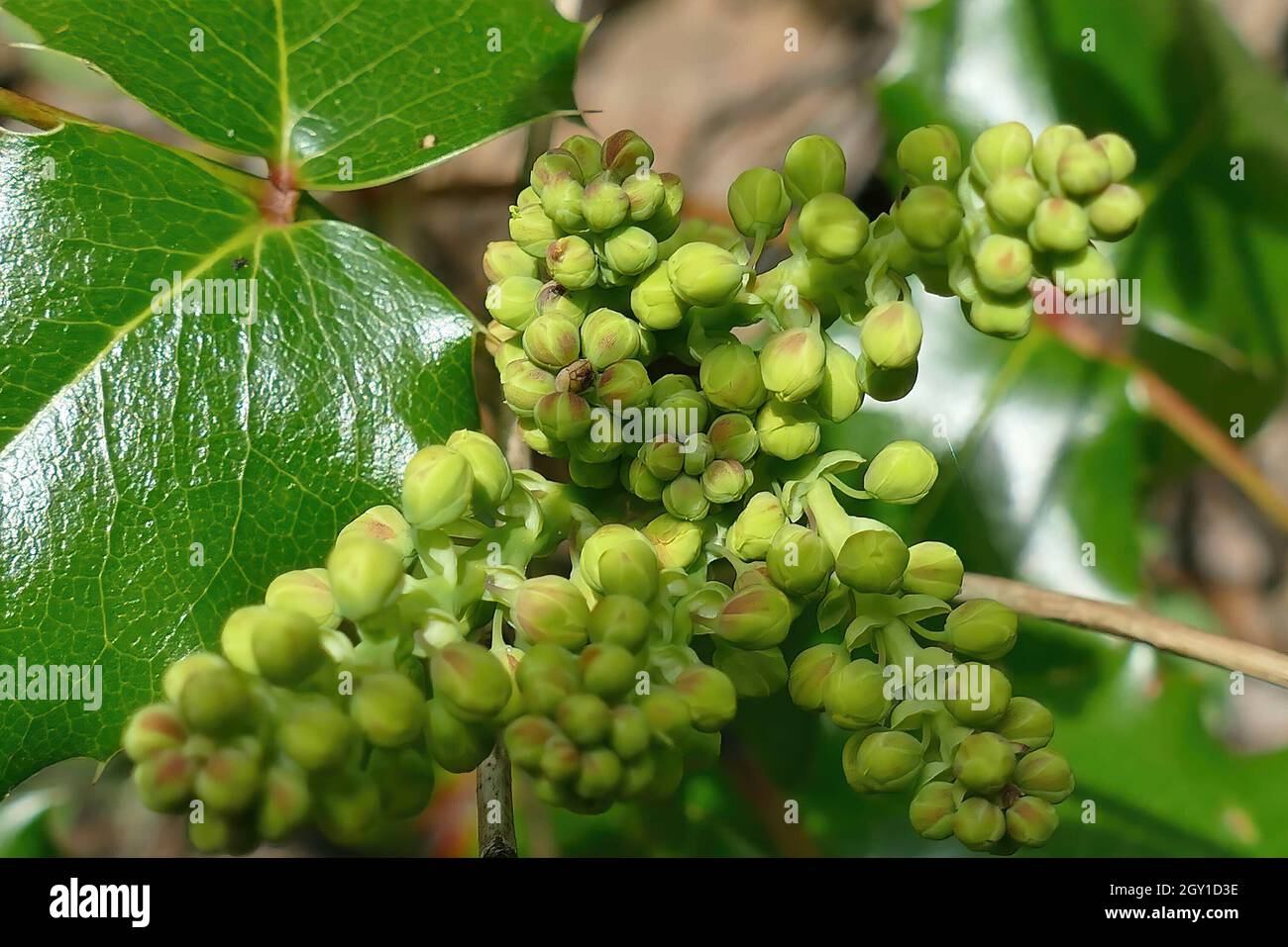Creeping oregon grape hi-res stock photography and images - Alamy