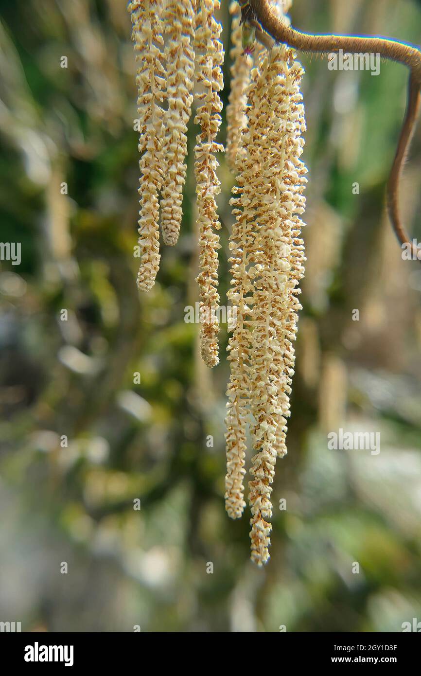 Harry lauder's walking stick tree hi-res stock photography and images ...