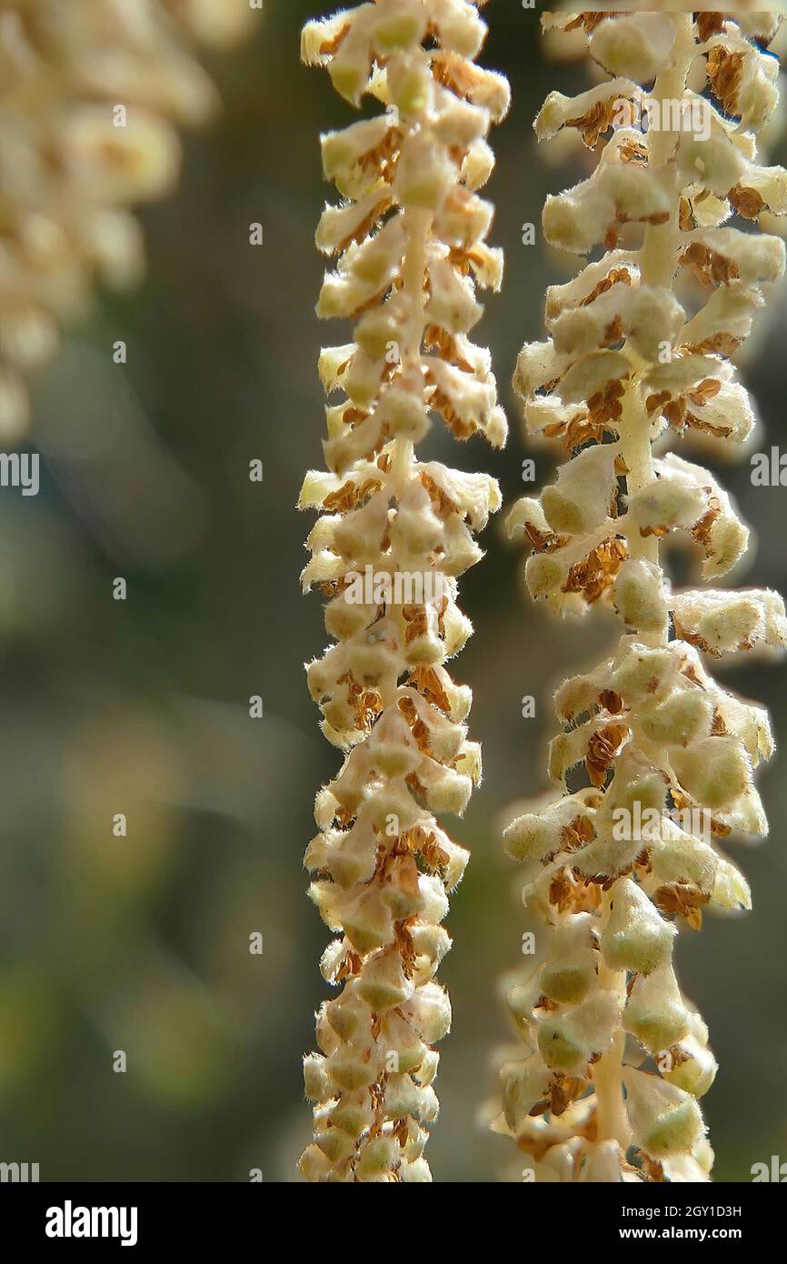 Harry lauders walking stick hi-res stock photography and images - Alamy