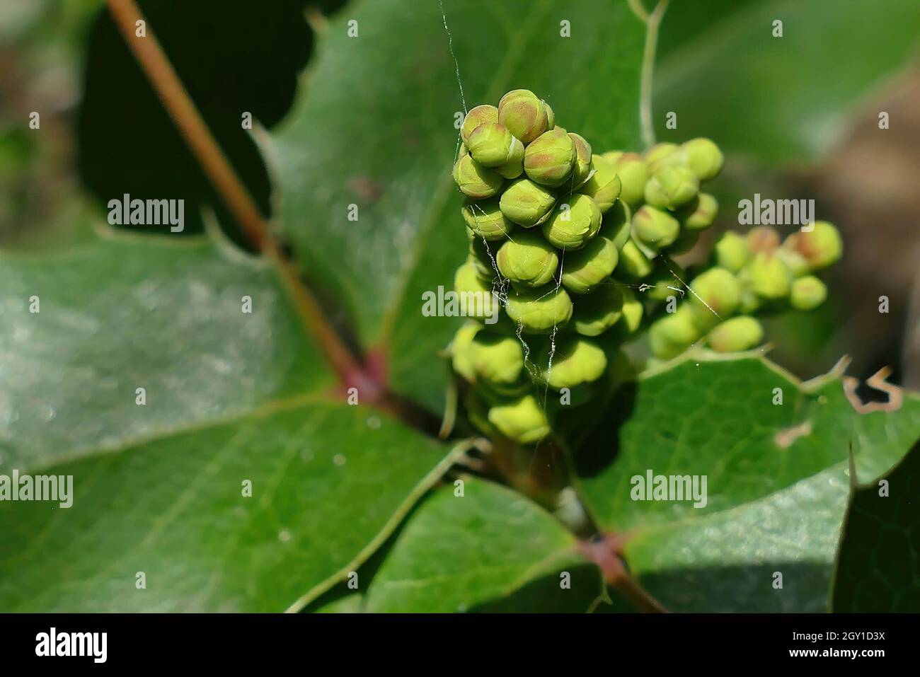 Creeping grape holly hi-res stock photography and images - Alamy