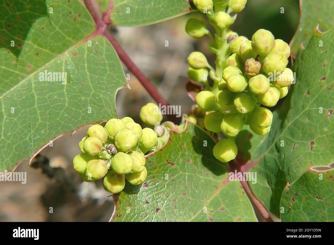 Creeping grape holly hi-res stock photography and images - Alamy