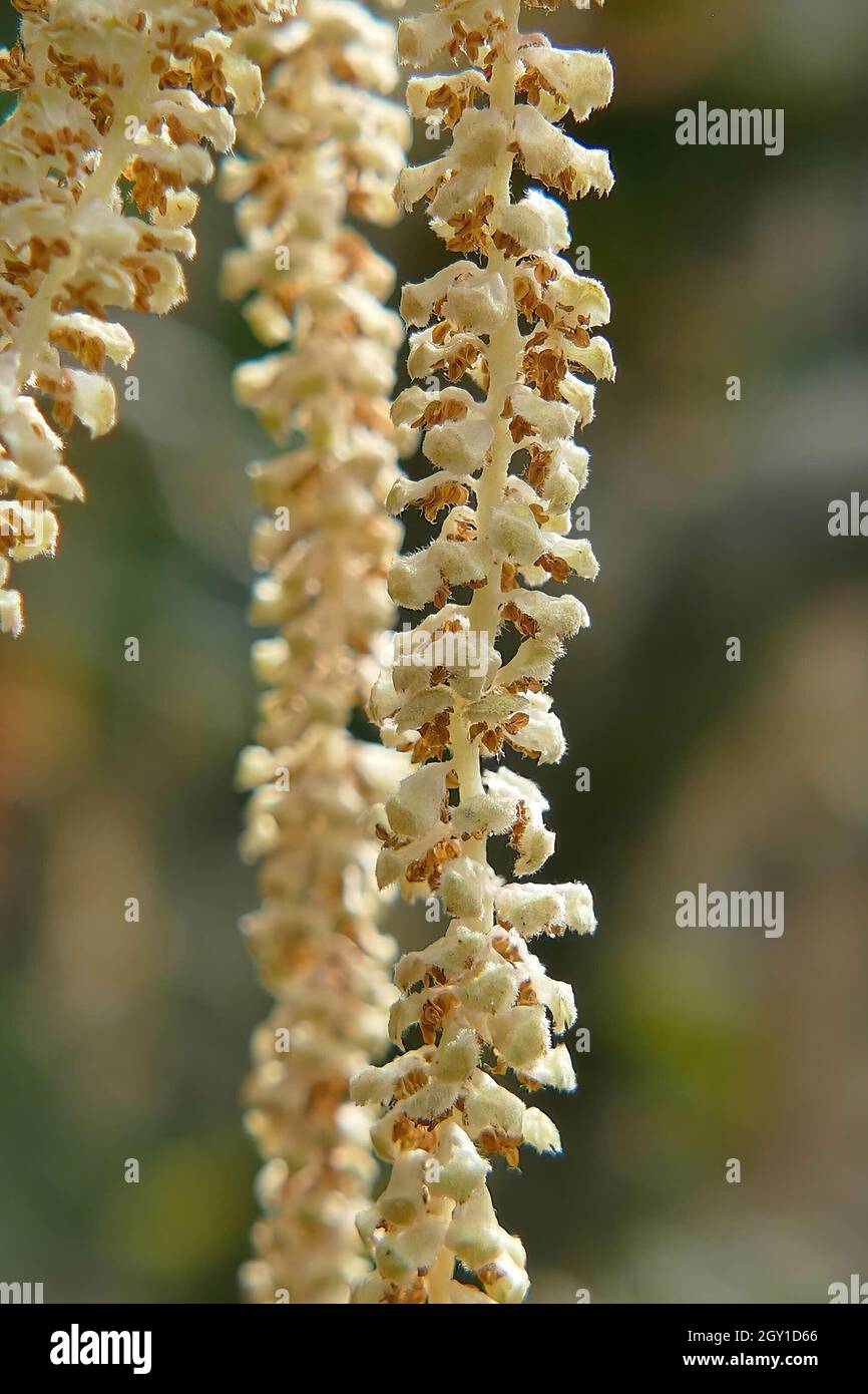 Harry lauder's walking stick tree hi-res stock photography and images ...