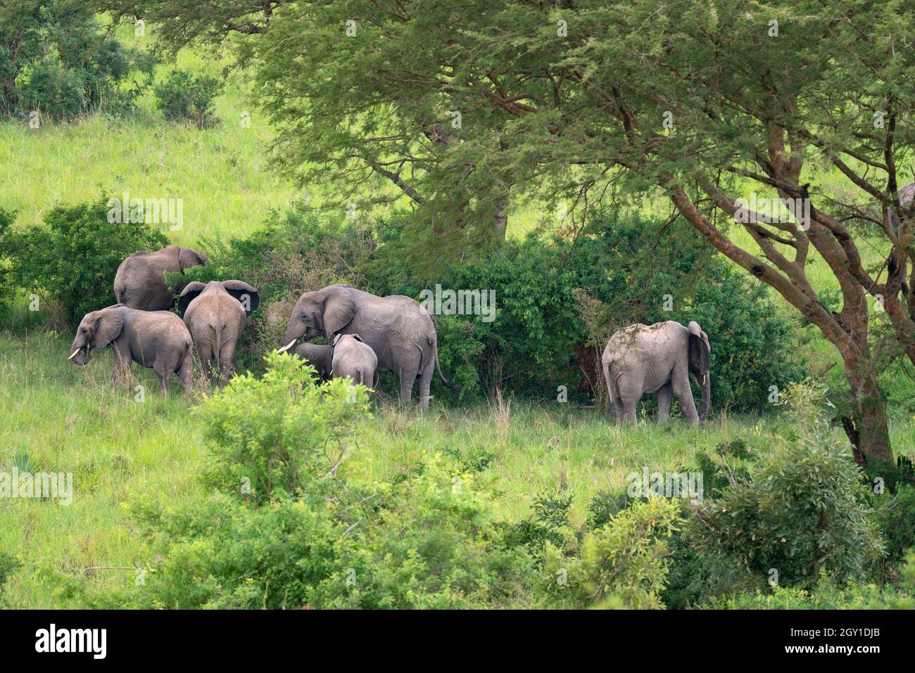 Shot of gray elephants grazing on grass in a field in Murchison Falls ...