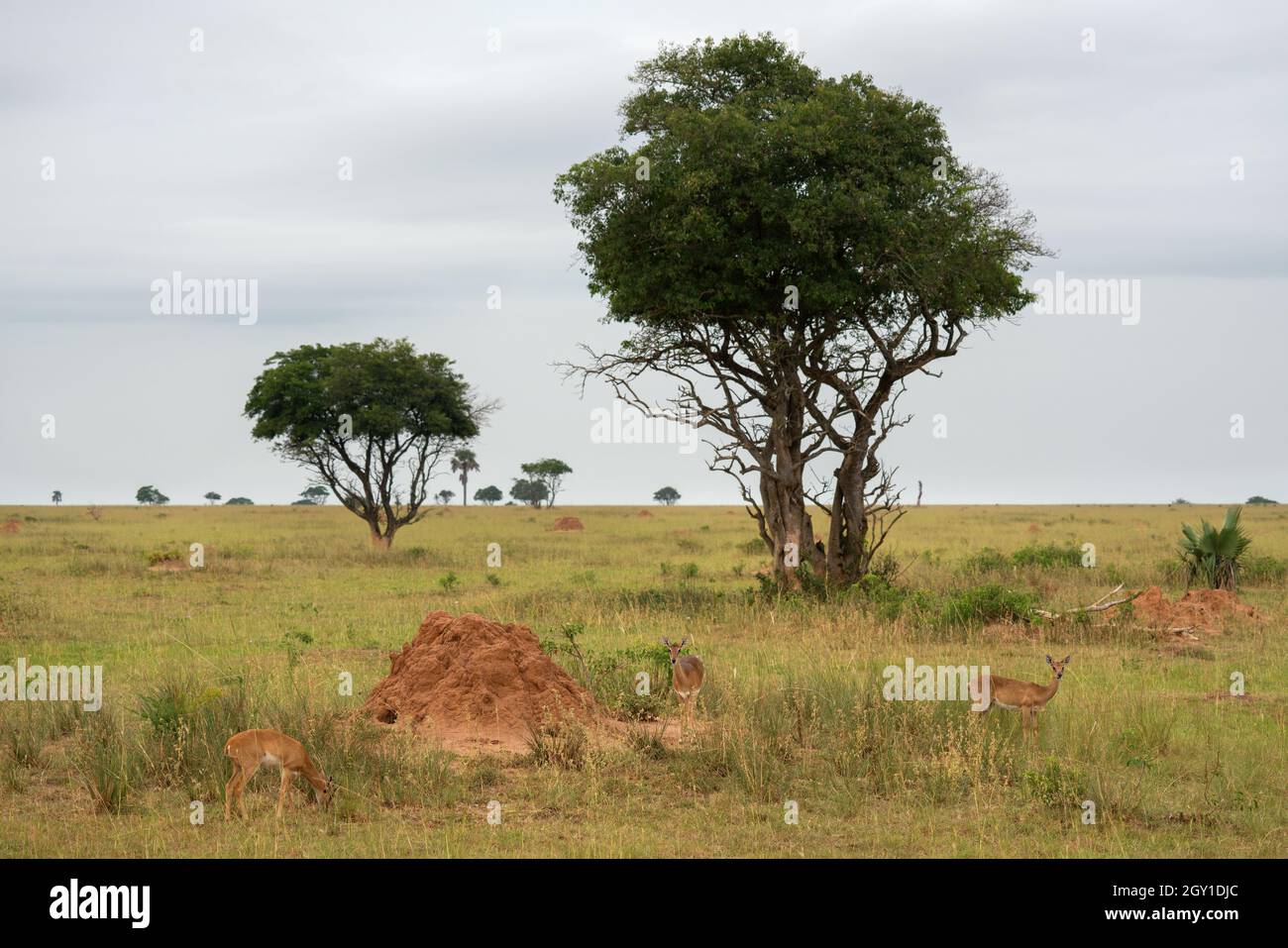 Shot of deer pasturing in a field with trees in Murchison Falls ...