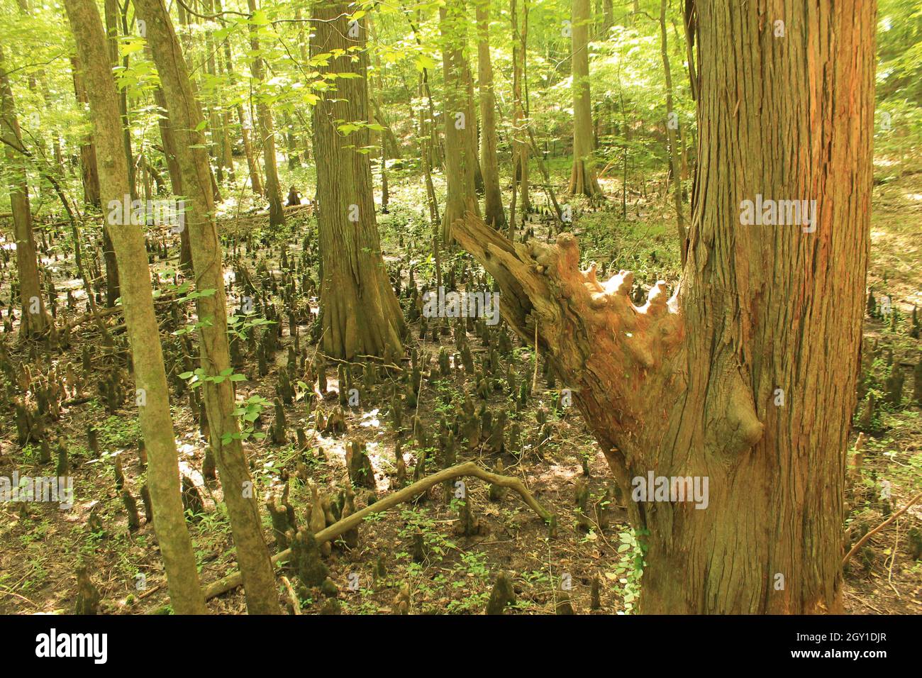 Cypress trees in a lake Stock Photo - Alamy