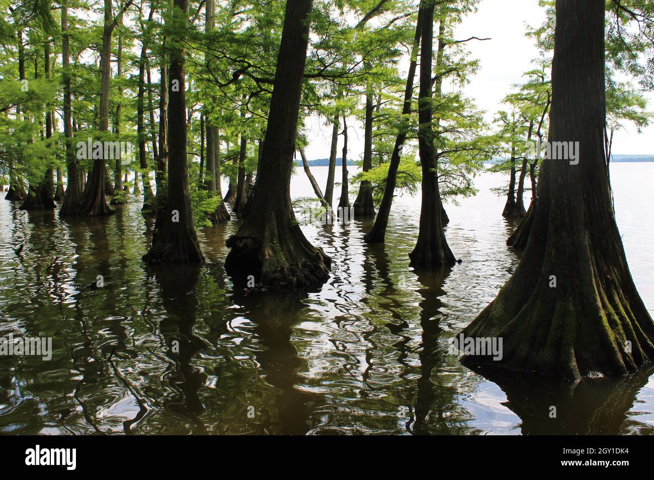 Cypress trees in a lake Stock Photo - Alamy