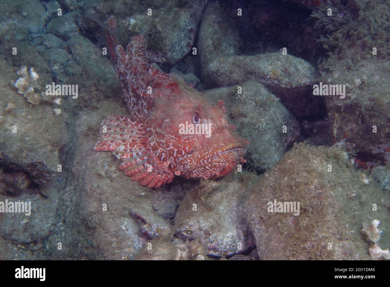 Large-scaled scorpionfish (Scorpaena scrofa) in Mediterranean Sea Stock ...