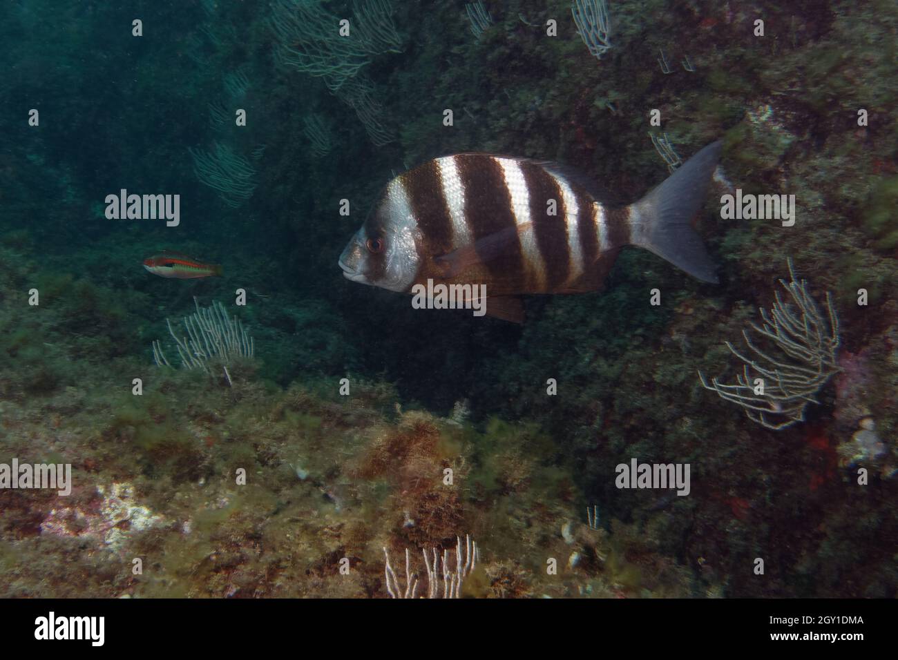 Striped sea bream fish hi-res stock photography and images - Alamy