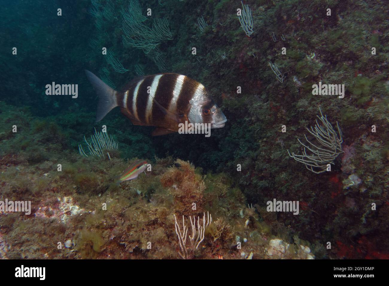 Zebra sea bream (Diplodus cervinus) in Mediterranean Sea Stock Photo ...