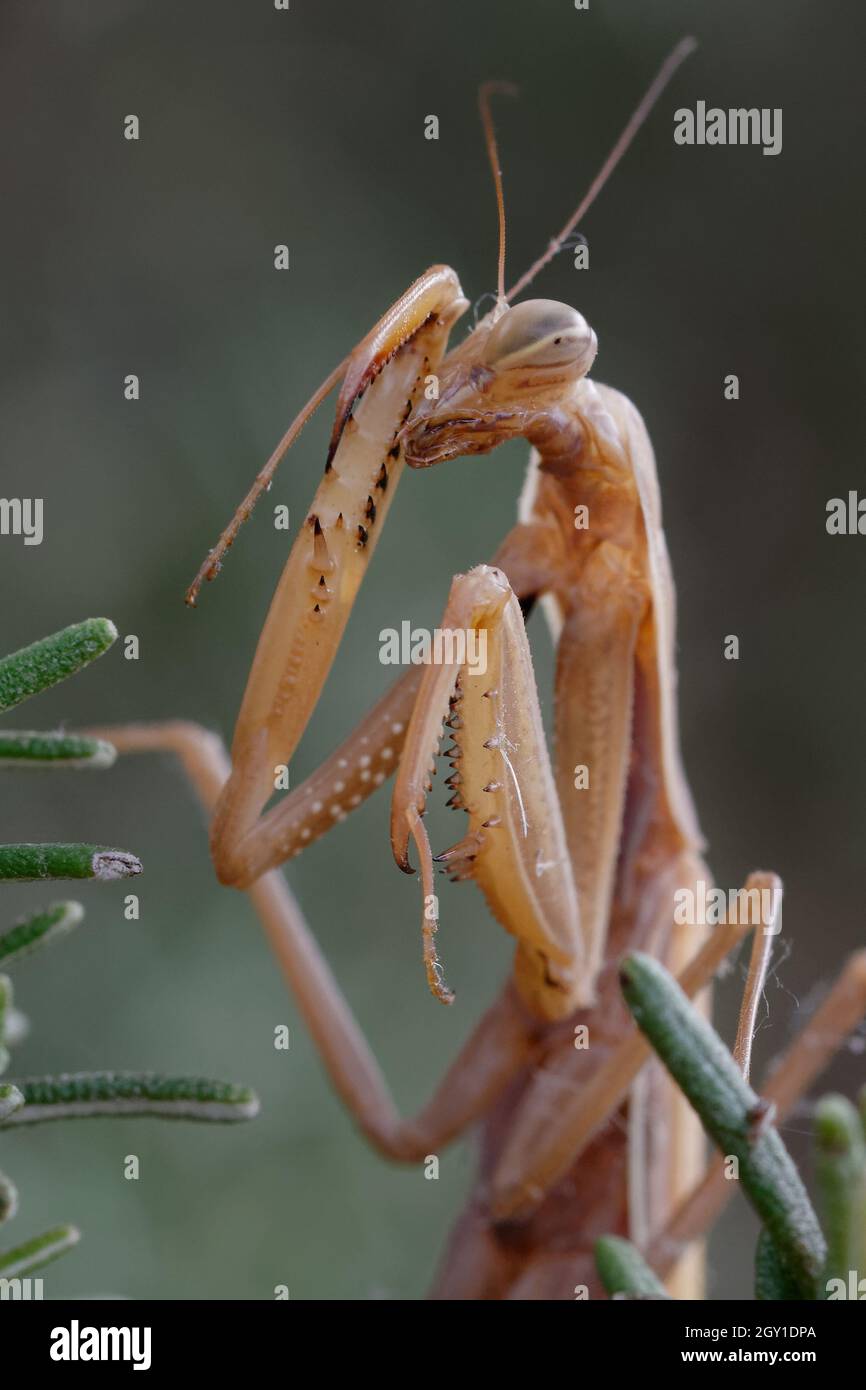 Female European mantis (Mantis religiosa Stock Photo - Alamy