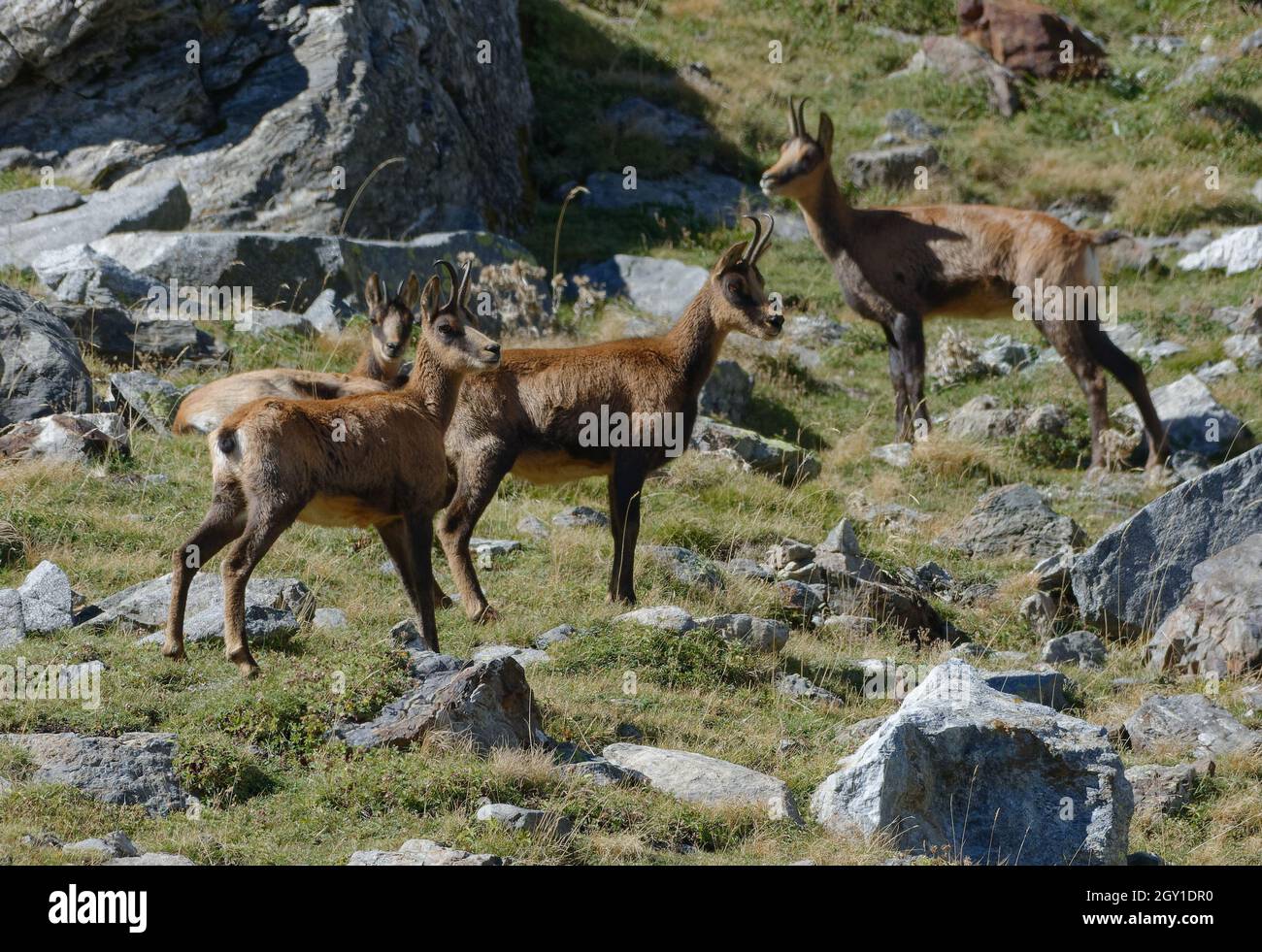 Pyrenean chamois (Rupicapra pyrenaica Stock Photo - Alamy