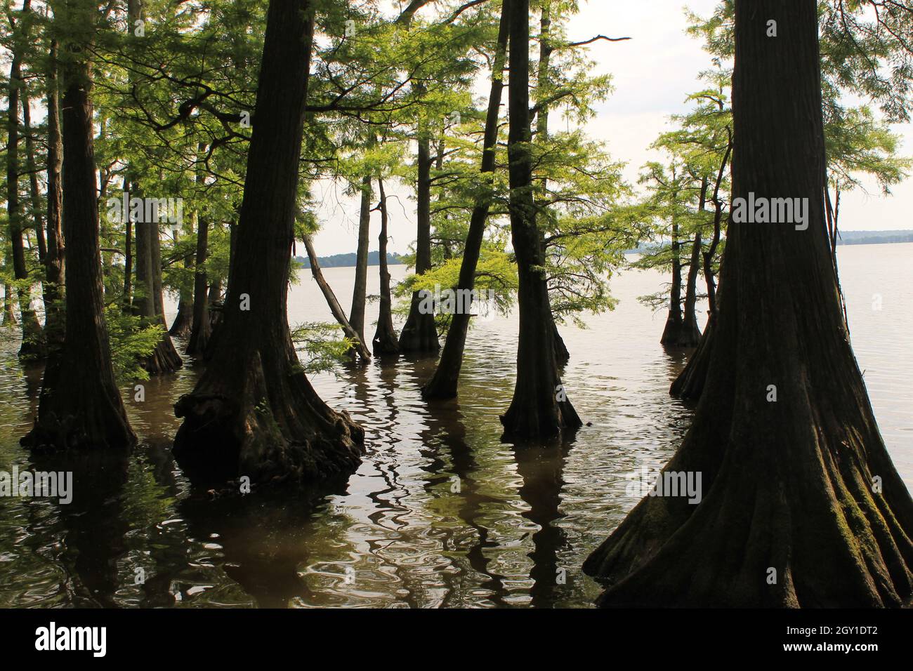 Cypress trees in a lake Stock Photo - Alamy