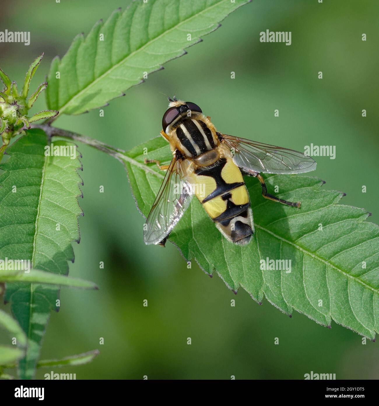 Helophilus trivittatus helophilus trivittatus hi-res stock photography ...