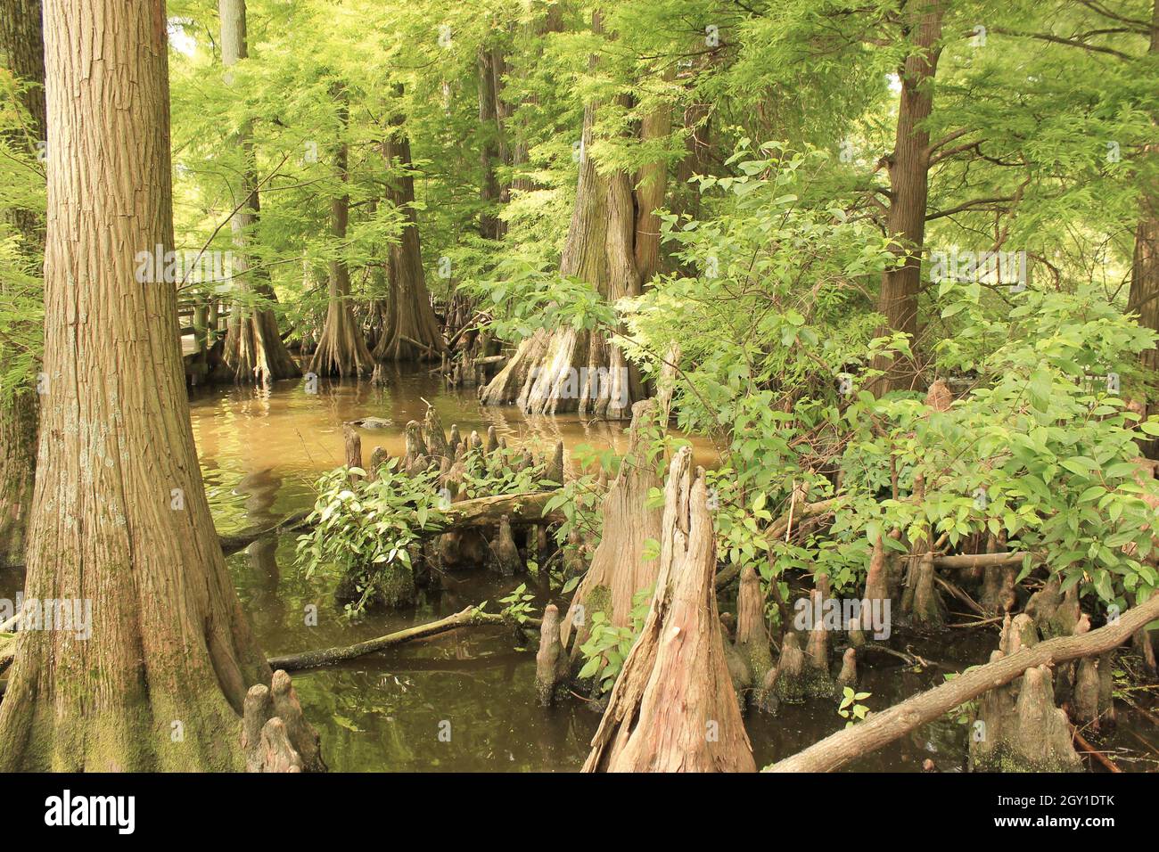 Cypress trees in a lake Stock Photo - Alamy