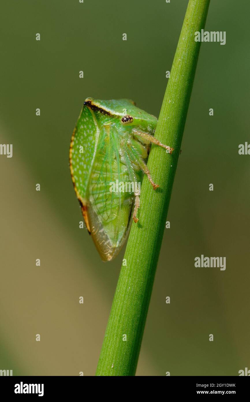 Buffalo treehopper (Stictocephala bisonia) on a plant Stock Photo - Alamy