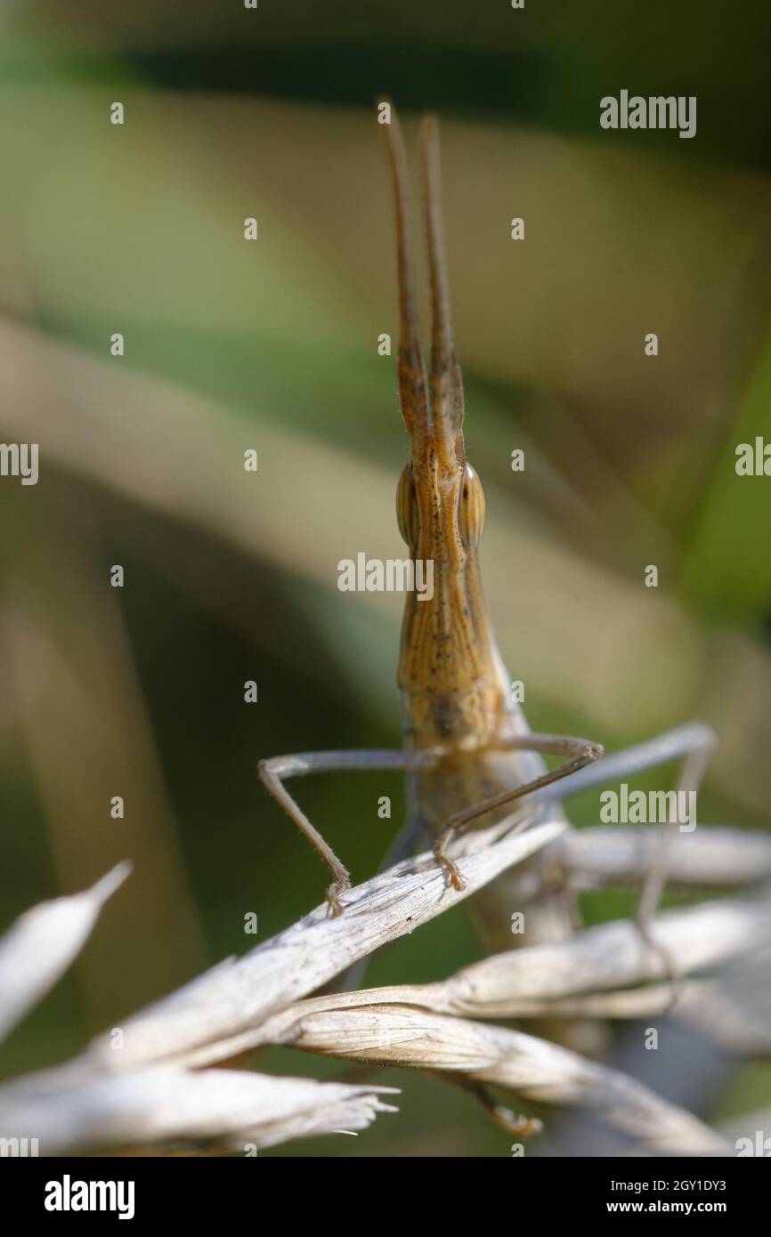 Agrica ungarica (Common cone-headed grasshopper, or Nosed grasshopper ...