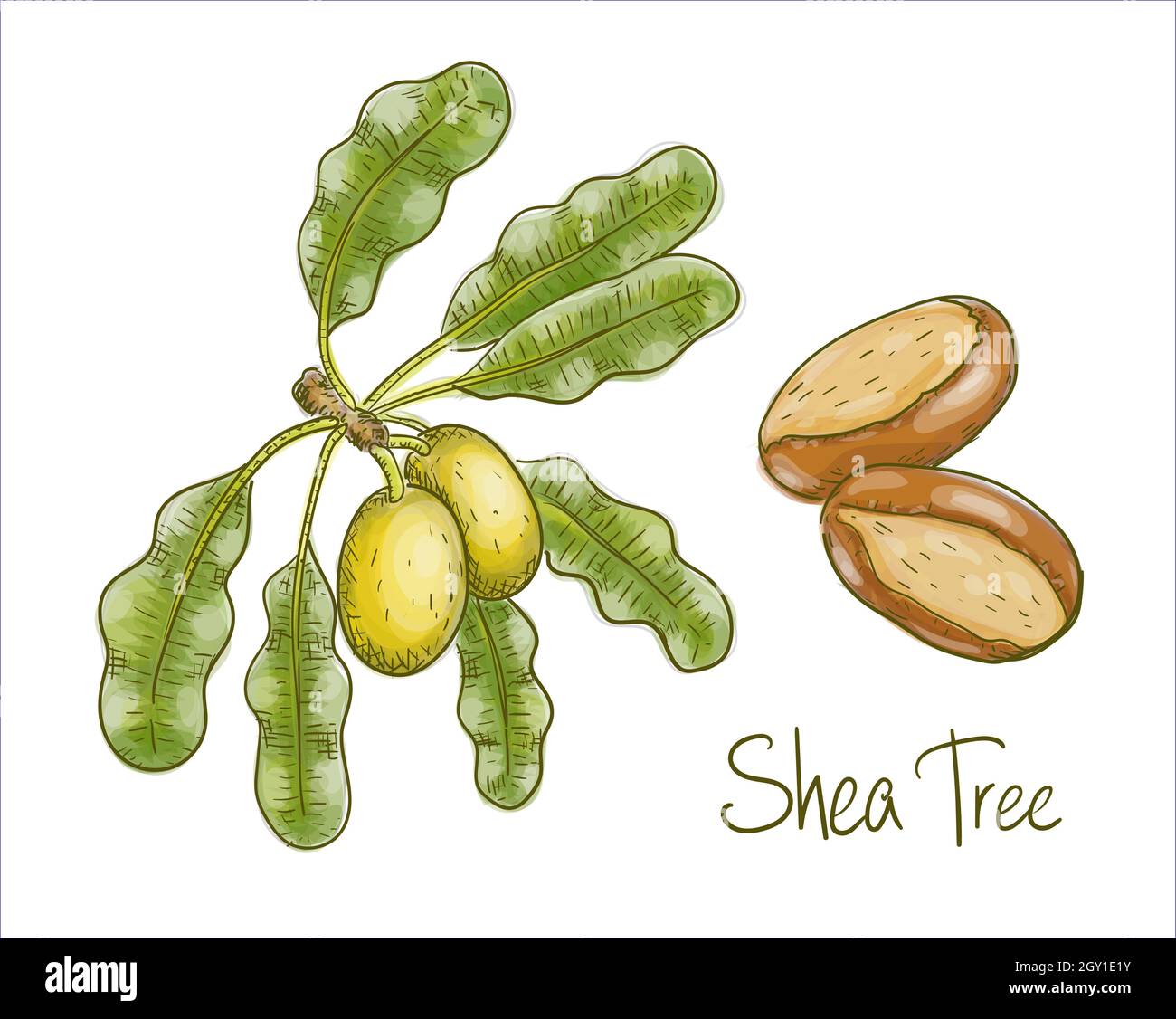 Vitellaria paradoxa or shea tree, shi tree. Vector illustration Stock ...
