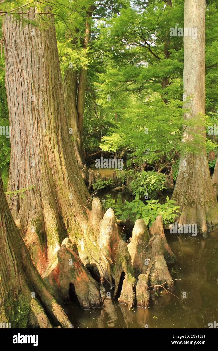 Cypress trees in a lake Stock Photo - Alamy