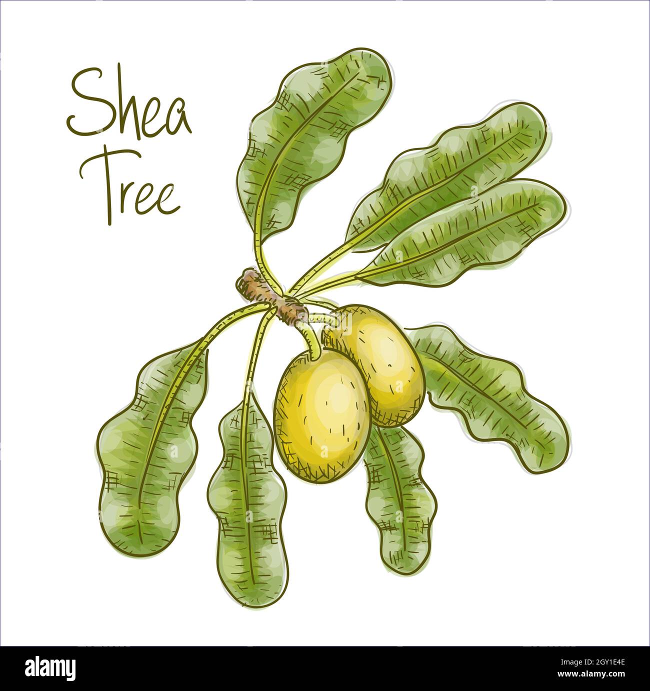 Vitellaria paradoxa or shea tree, shi tree. Vector illustration Stock ...