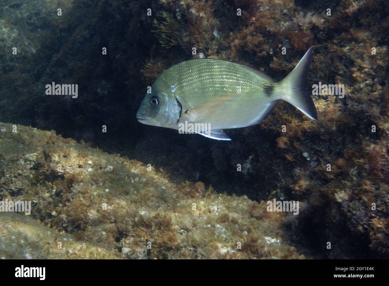 White seabream or Sargo (diplodus sargus sargus) in Mediterranean Sea ...
