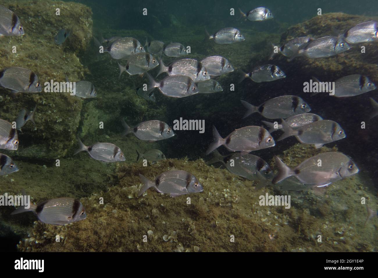 Two banded bream (Diplodus vulgaris) in Mediterranean Sea Stock Photo ...