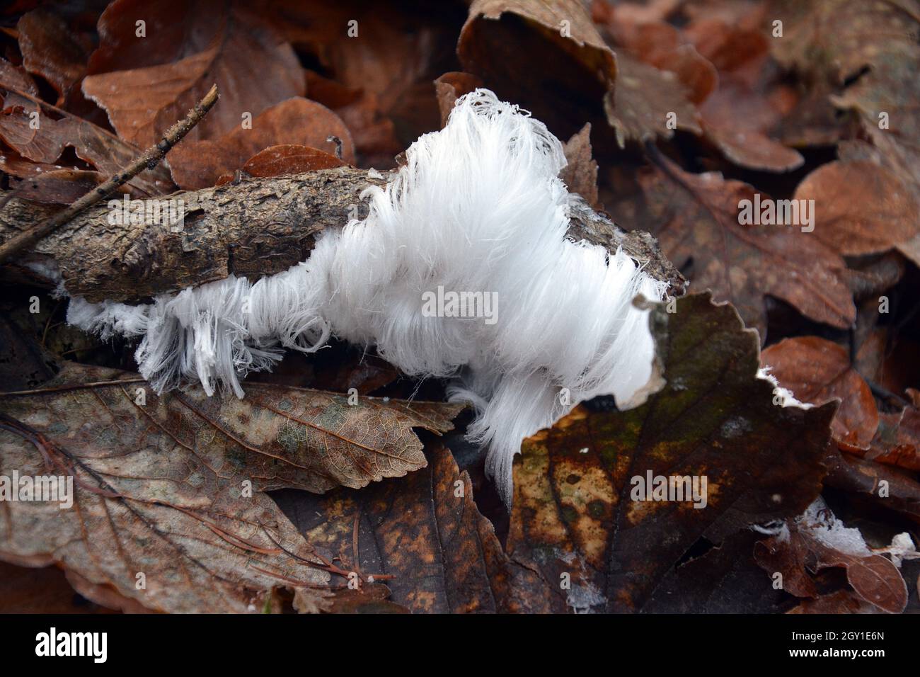 Closeup shot of a rare natural phenomenon called Frost Beard or Hair ...