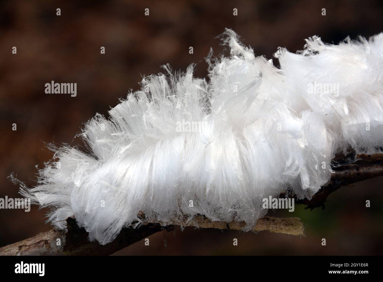 Closeup shot of a rare natural phenomenon called Frost Beard or Hair ...