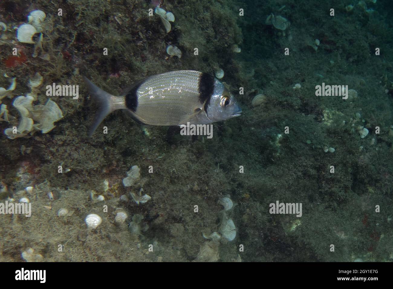 Two banded bream (Diplodus vulgaris) in Mediterranean Sea Stock Photo ...