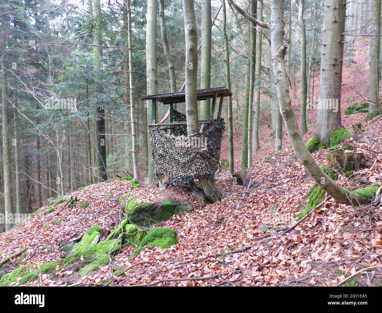 Tree stand hi-res stock photography and images - Alamy
