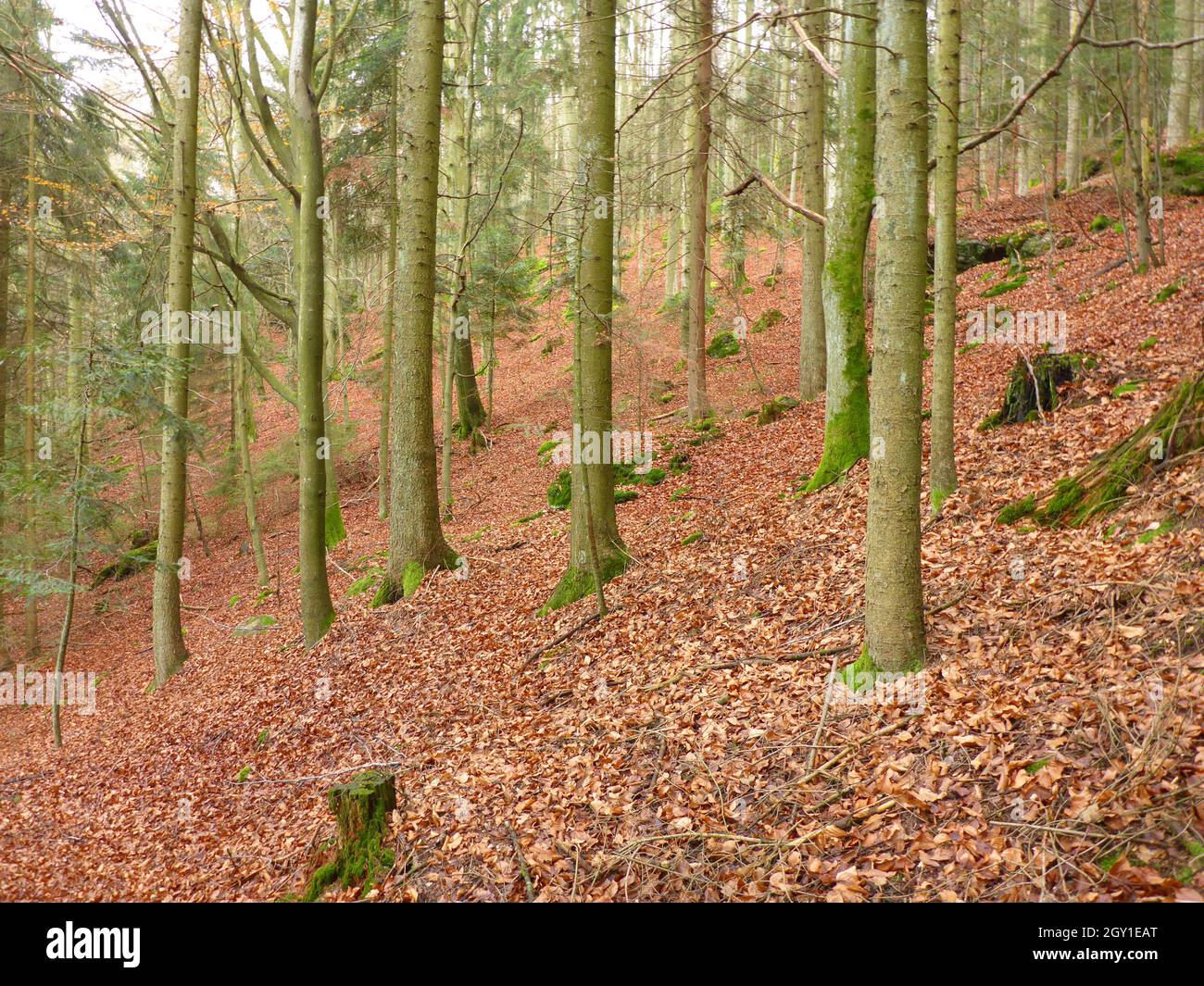 wood in autumn Stock Photo - Alamy