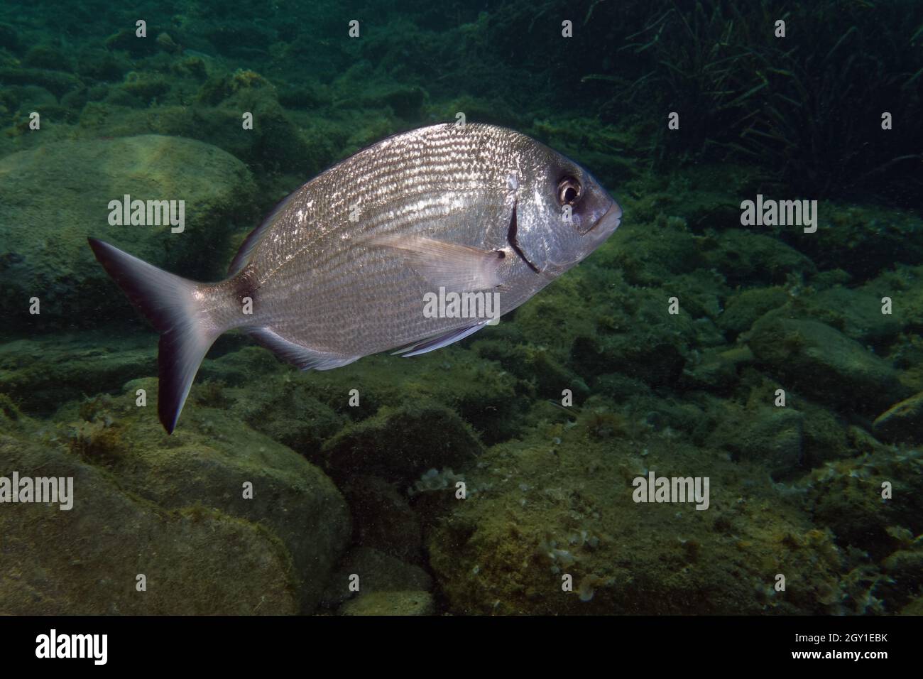White seabream or Sargo (diplodus sargus sargus) in Mediterranean Sea ...