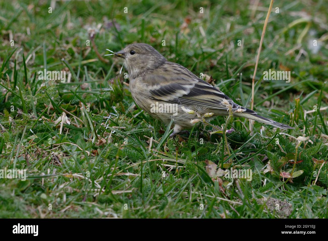Citril finch hi-res stock photography and images - Alamy