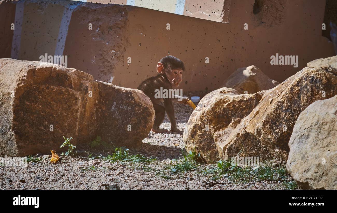Monkey in Al hada Mountain, Taif, Saudia Arabia Stock Photo - Alamy