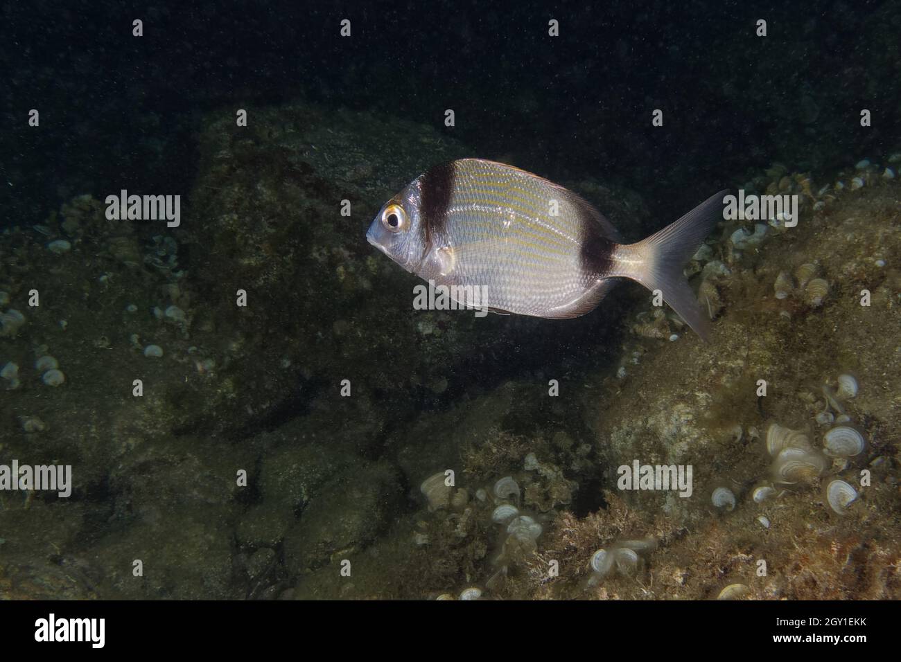 Two banded sea bream diplodus vulgaris hi-res stock photography and ...
