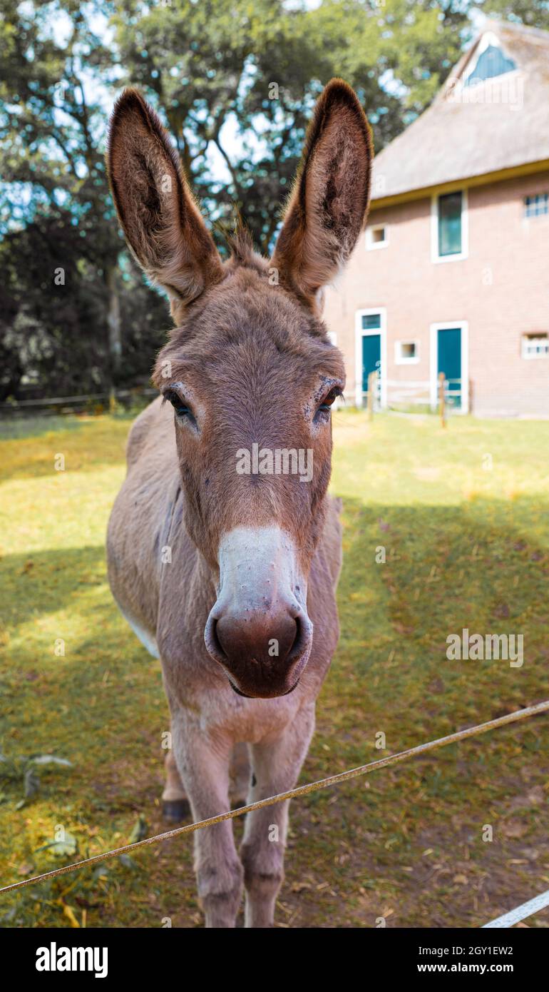 Donkey Head Front