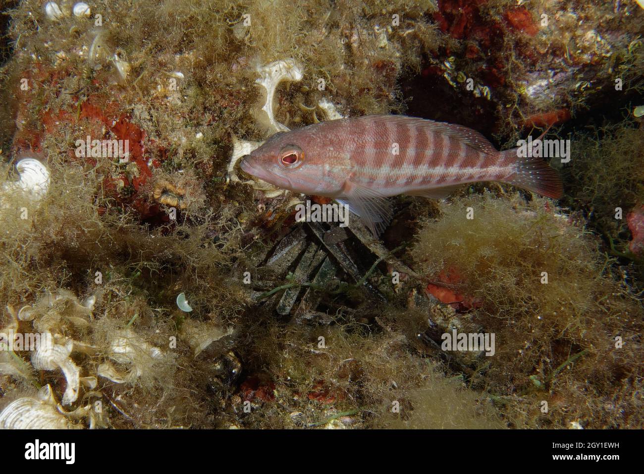 Mediterranean sea fish hi-res stock photography and images - Alamy