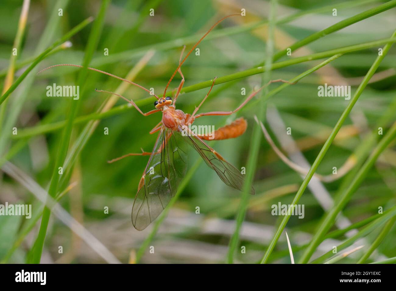 Ichneumonid wasp (Ophion sp Stock Photo - Alamy