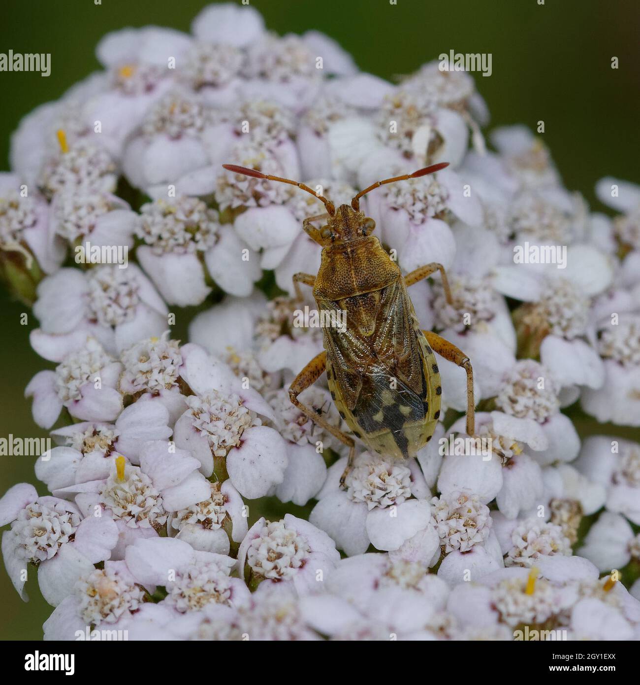 Scentless plant bug hi-res stock photography and images - Alamy