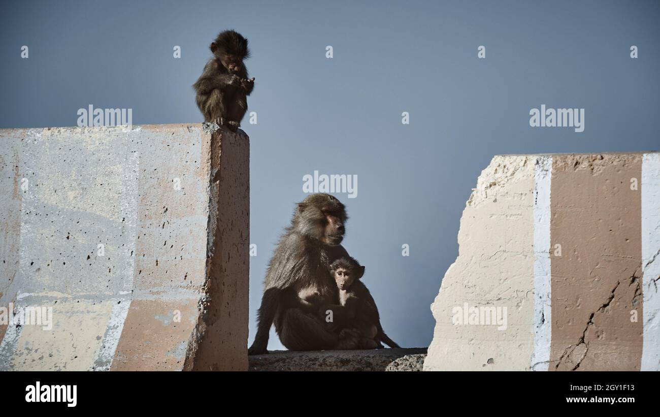 Al hada monkeys hi-res stock photography and images - Alamy