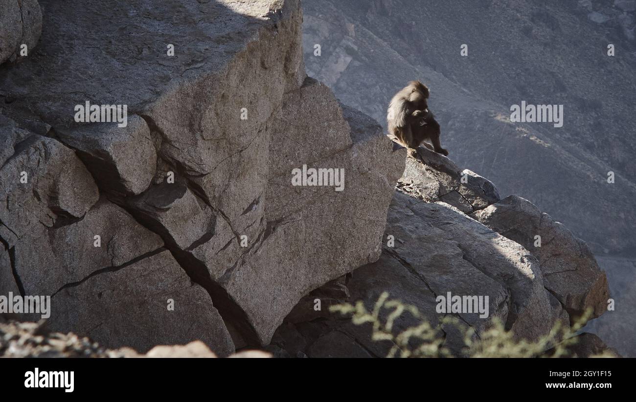 Lonely monkey on the cliff in Al hada Mountain, Taif, Saudia Arabia ...