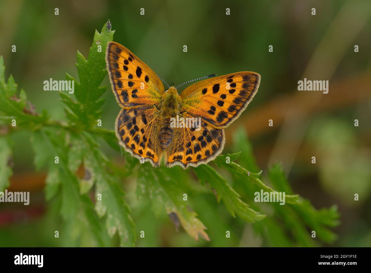 Female Scarce copper (Lycaena virgaureae) on a leaf Stock Photo - Alamy