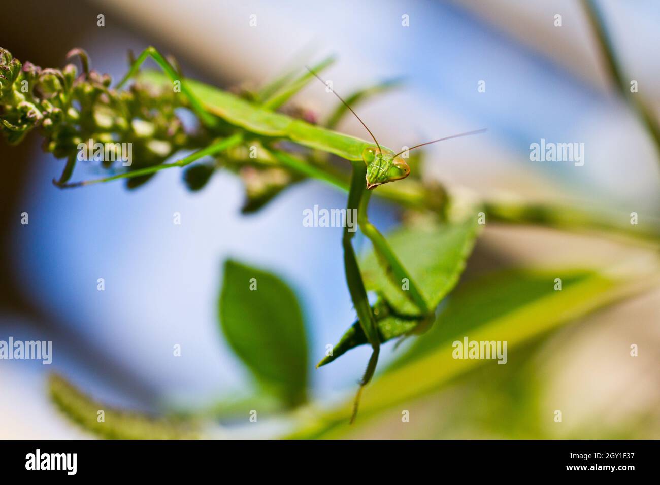 Mantis on branch tree hi-res stock photography and images - Alamy
