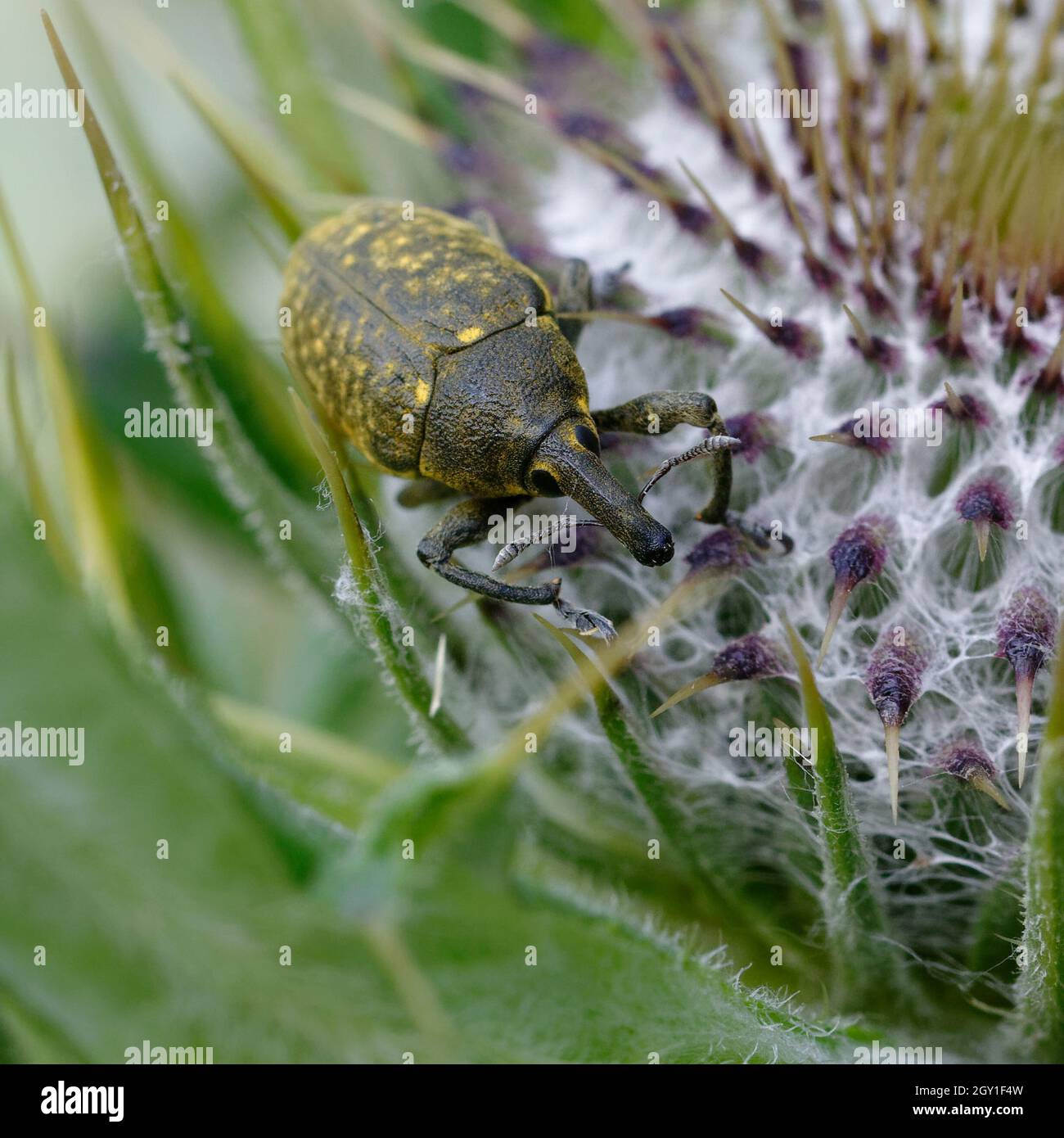 True weevil (Larinus sp.) on a flower Stock Photo - Alamy