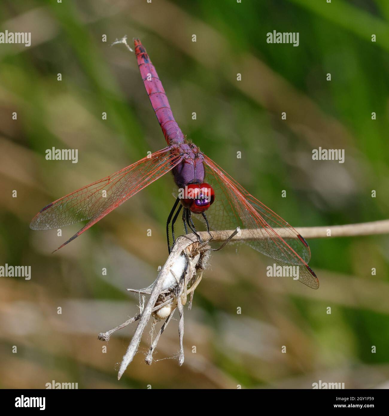 Trithemis annulata male hi-res stock photography and images - Alamy
