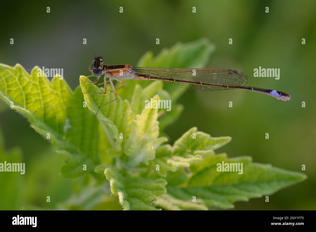 Female Blue-tailed damselfly or Common bluetail (Ischnura elegans Stock ...