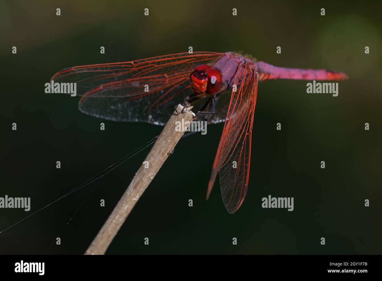 Trithemis annulata male hi-res stock photography and images - Alamy
