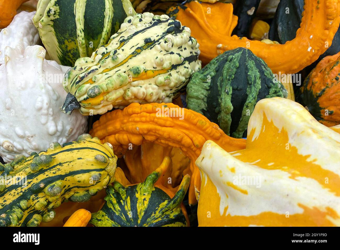 Various gourds hi-res stock photography and images - Alamy