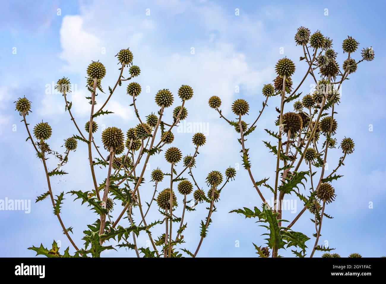 Interesting plant hi-res stock photography and images - Alamy